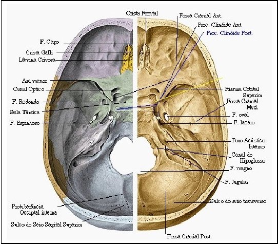 Radiologia nota 10 é aqui Desde 2010: Fevereiro 2011