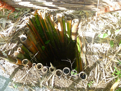 Monster Bego: Shoichi Yokoi, Kisah Tentara Terakhir Jepang di Guam