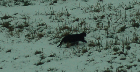 Thyra: Looking for the Wolf..........