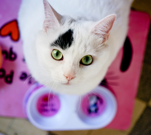 Catsparella: Mimo Le Chat, Je t'aime