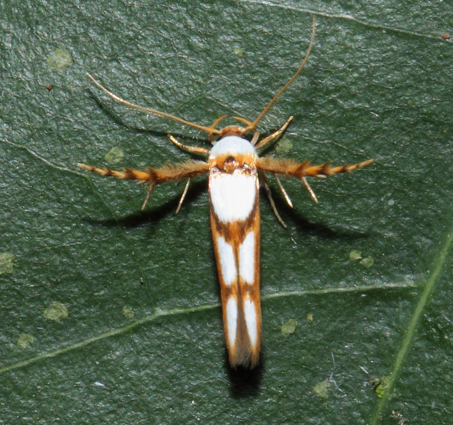 BunyipCo: A Few Nice Moths