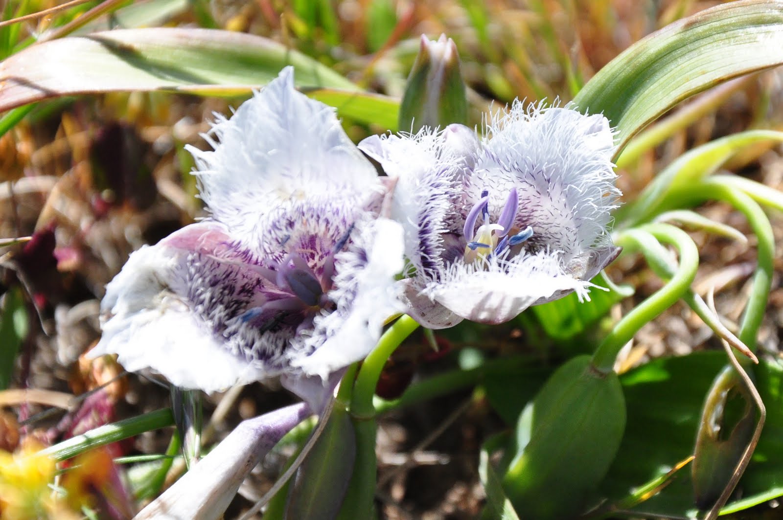 perobscurus: Tolmie Star Tulip