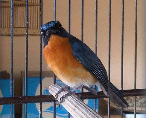 Merawat burung tledekan bahan supaya rajin bunyi - Cara Cepat Kicau