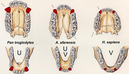 Australopithecus afarensis: Anatomía del Australopithecus Afarensis