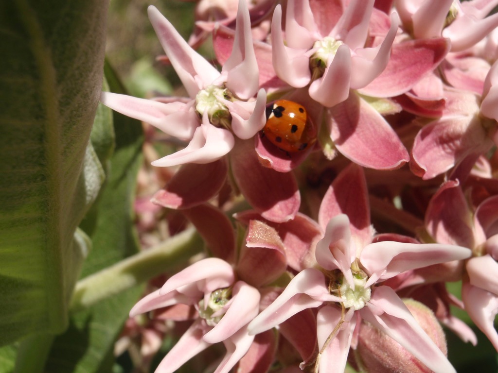 JeffCo Master Gardeners: What Happens to Insects During the Winter?