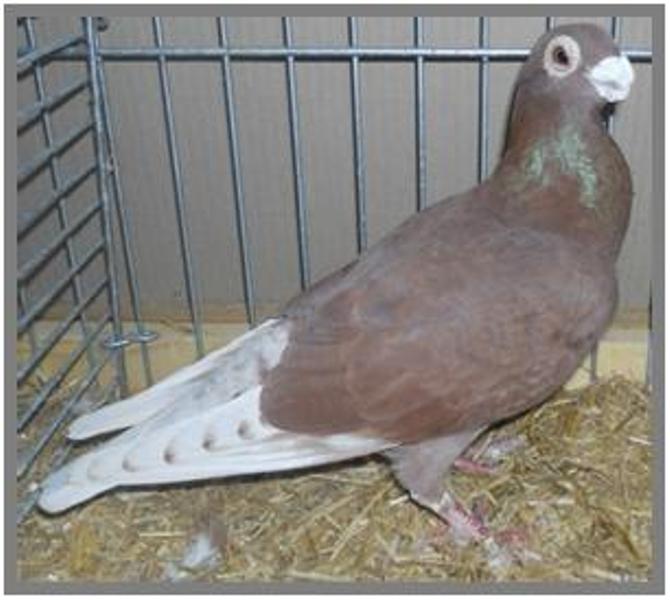Polish Wattle Pigeon | BD PIGEONS