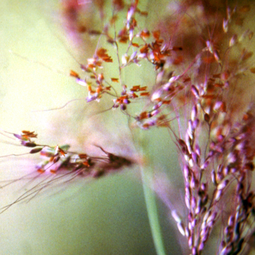 Terapia Floral e Qualidade de Vida: A Essência Floral Capim Seda - SGM