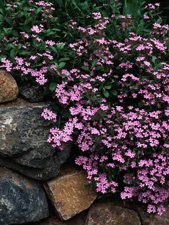 14 Tanaman Rambat Untuk Dinding dan Pagar Yang Cantik