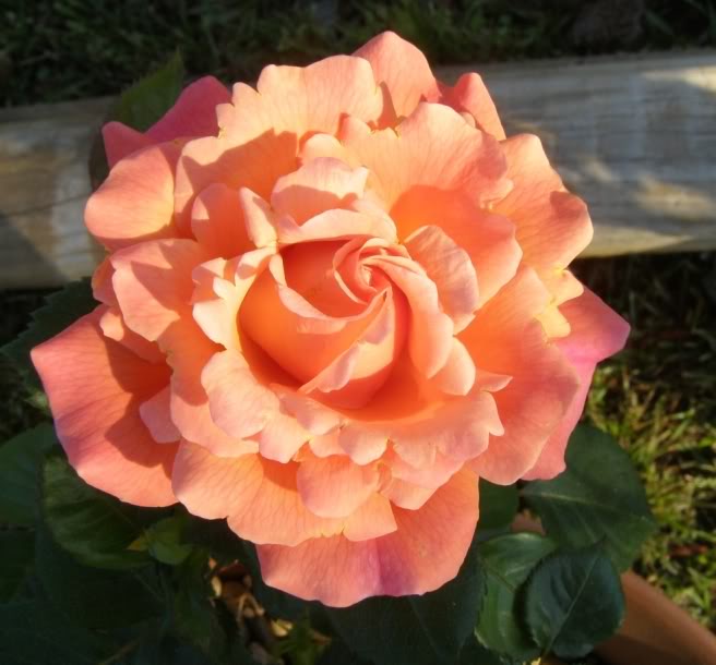 Ichabod, The Glory Has Departed: Let's Get Serious about Good Roses
