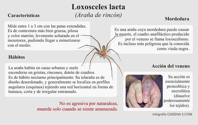 Bioplagas Argentina: Loxoscelismo.