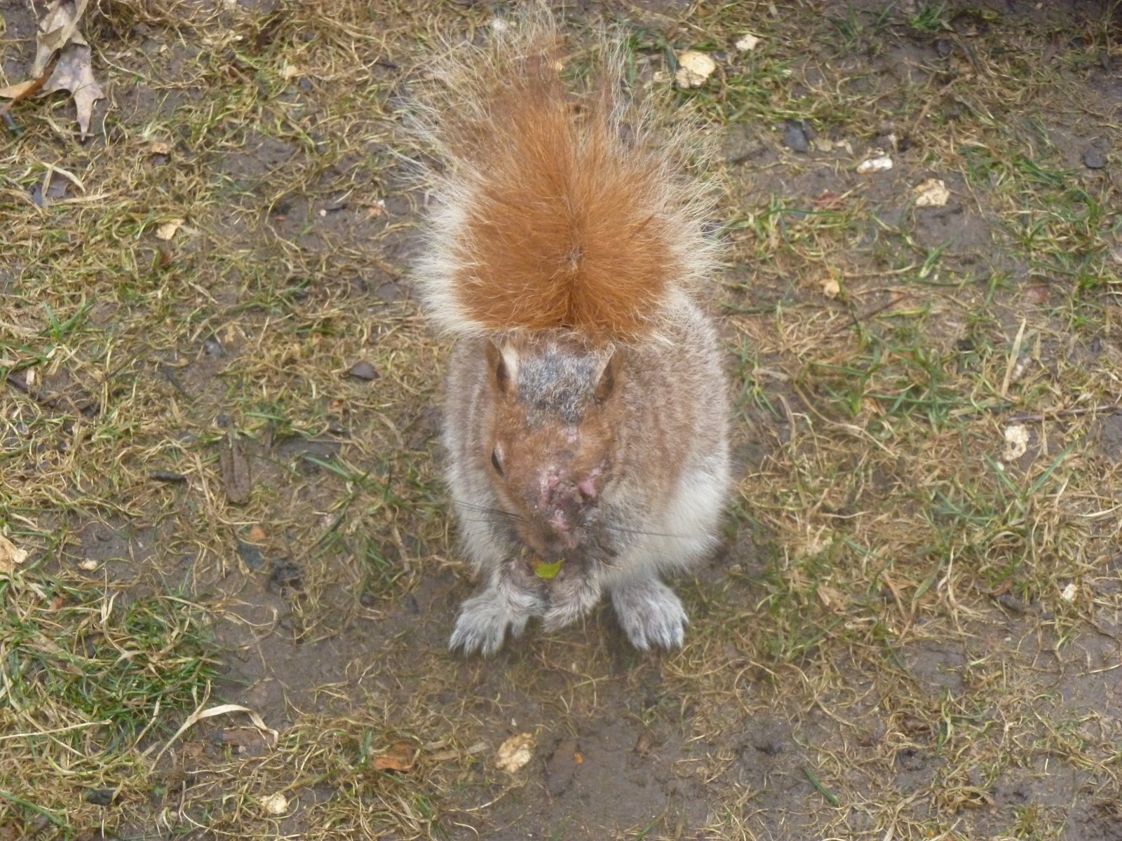 The New York Squirrel: Iceland Saga: Damage