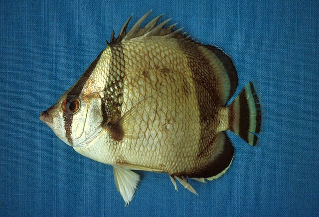 Artes de Pesca: LOS PECES MARIPOSA FAMILIA CHAETODONTIDAE 2ª parte