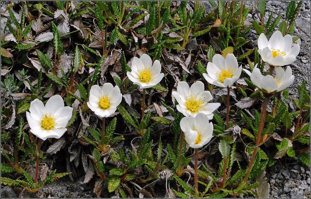 ADRIAN BUCURESCU – Tradiții daco-românești: Argintul - Cuvântul Națiunii