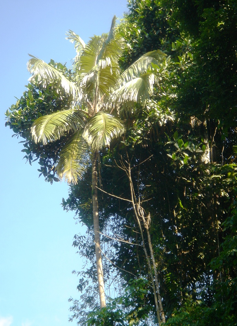 SENI RAHSIA ALAM: Pokok Nibung Tunggal