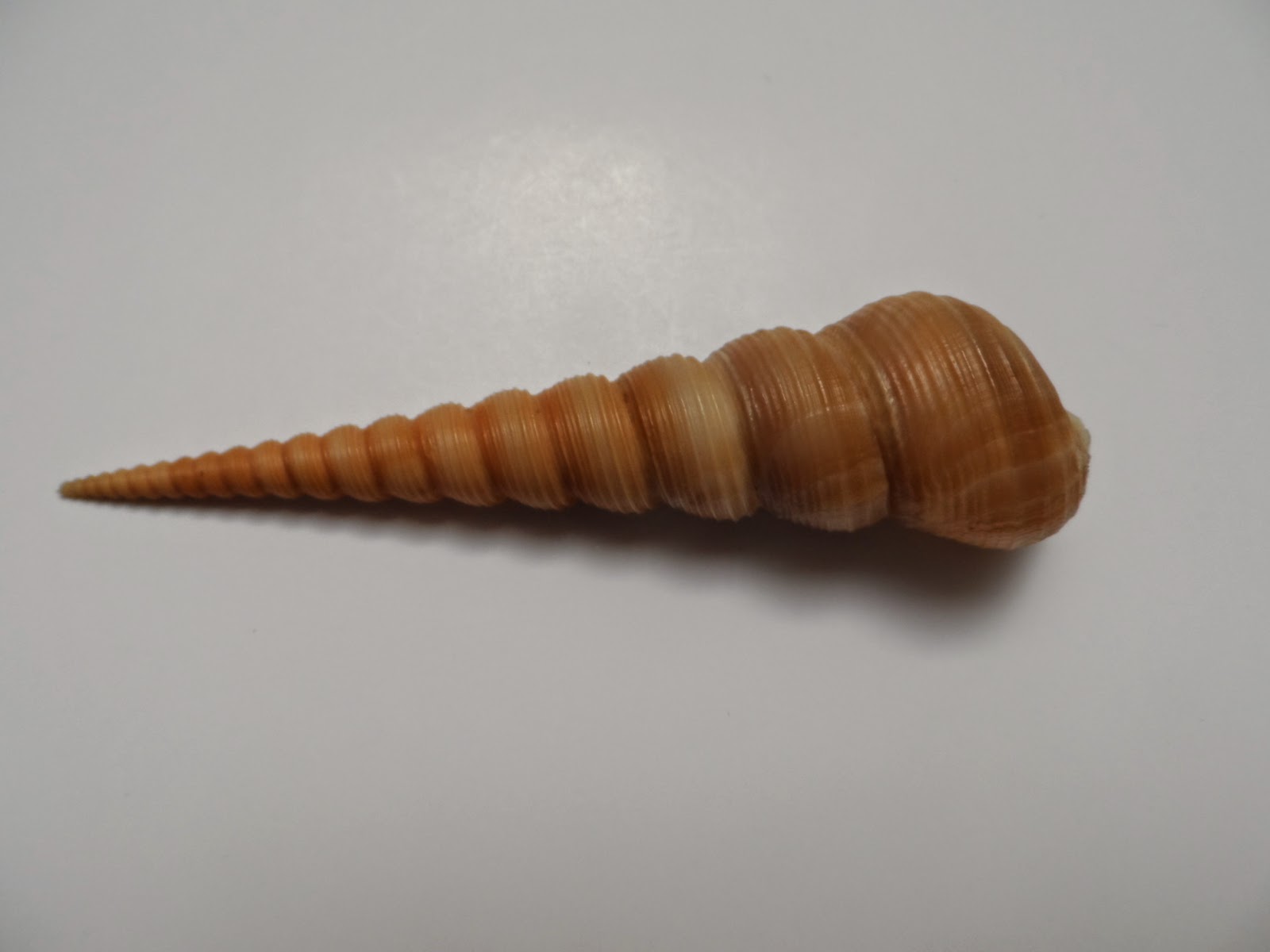 conchas y caracoles: Turritela terebra