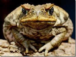 LEYENDA DE AMAZONIA "El sapo Kuartam": LEYENDA DE AMAZONIA "El sapo ...