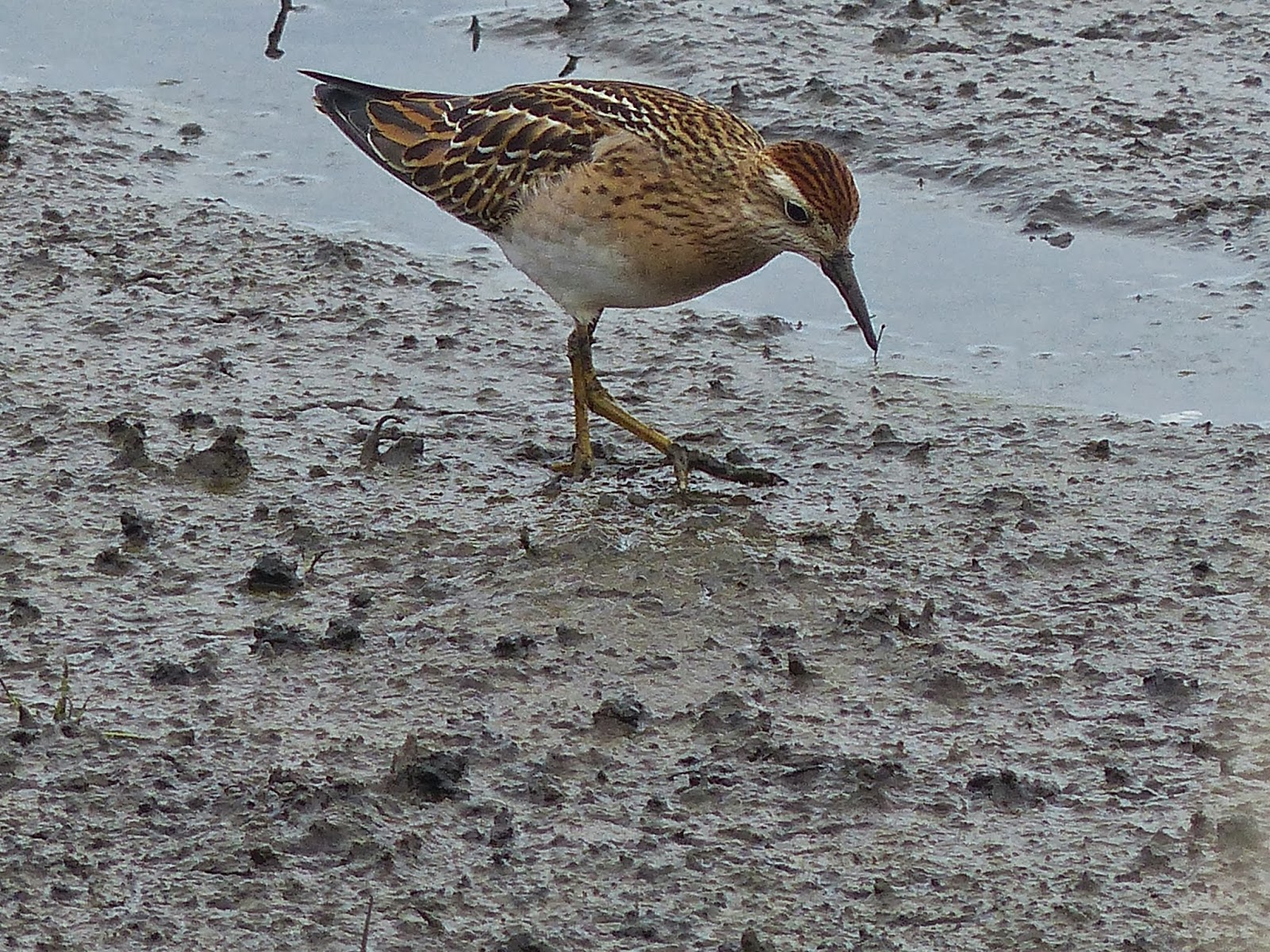 Portland Birder: Sharp-tailed Sandpiper