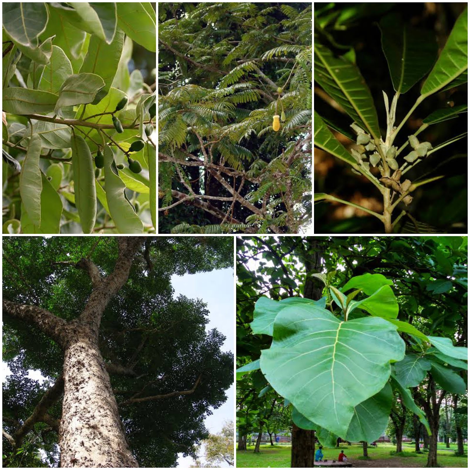 Amlat Magaleño: 62. SAMPLES OF FLORA AND FAUNA FOUND IN MT. ARAYAT II
