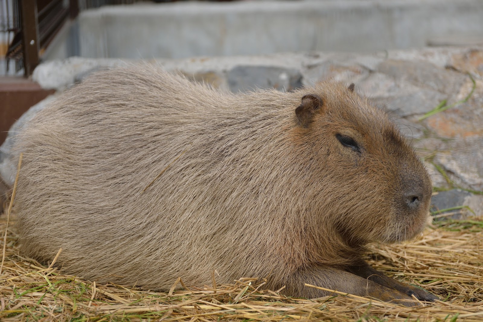 Bank of PhotoGraphics: Ueno Zoo XI: Capybara 3