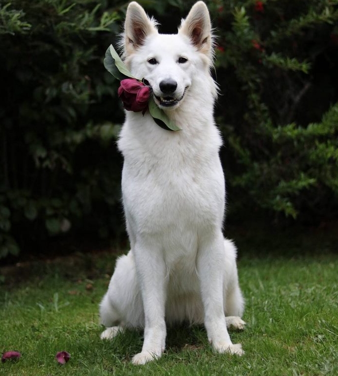 White Wolf : These dog wedding photos is all you need to see today