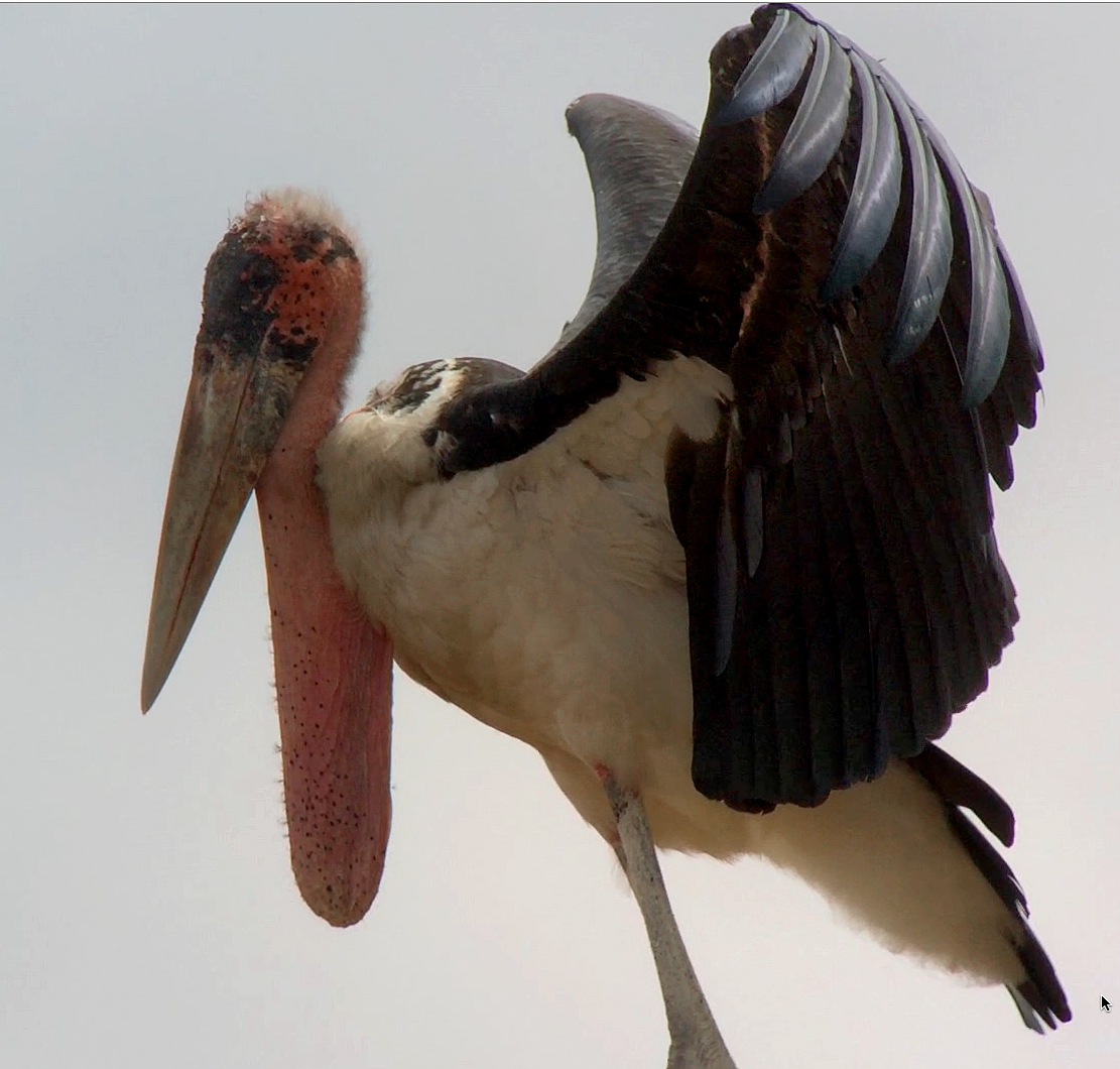 Follow The Sykes Birds: South Africa Part 2: Johannesburg to Kruger NP