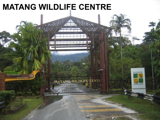 Cyber Info: MATANG WILDLIFE CENTRE