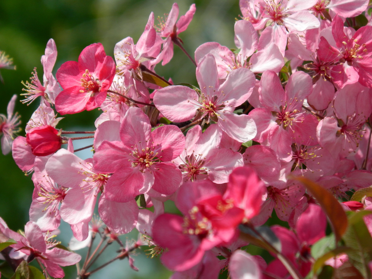 LA MULTI ANI, ROMANIA!: Pomi infloriti cu flori roz (3)