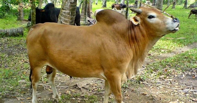 MEDIA KITA: macam-macam sapi