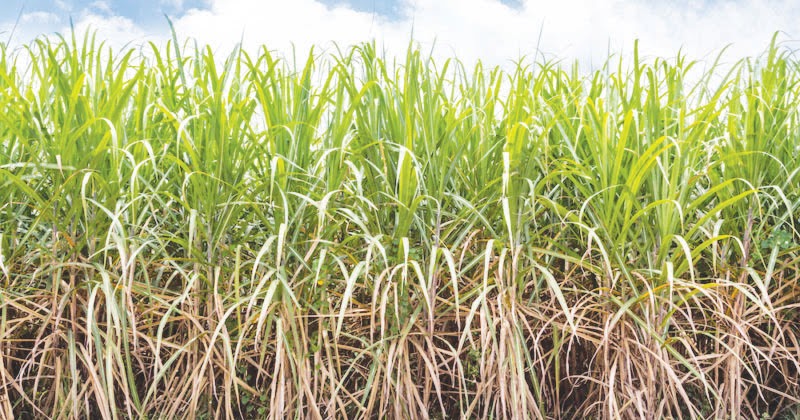 19 new sugarcane varieties to be released in Chiredzi - The Mirror ...