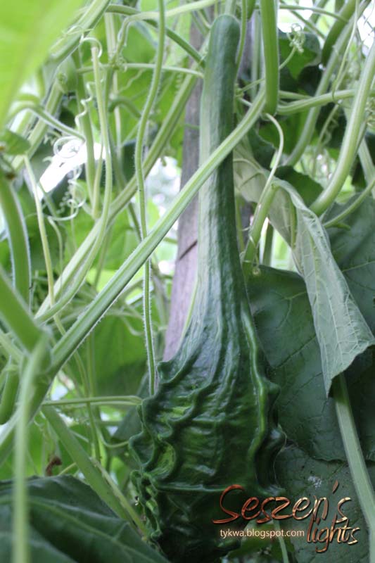 MARANKA - Seszen's Lights