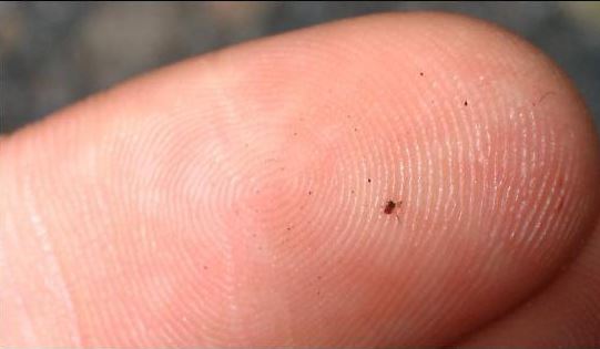 .: A Invasão dos Maruins