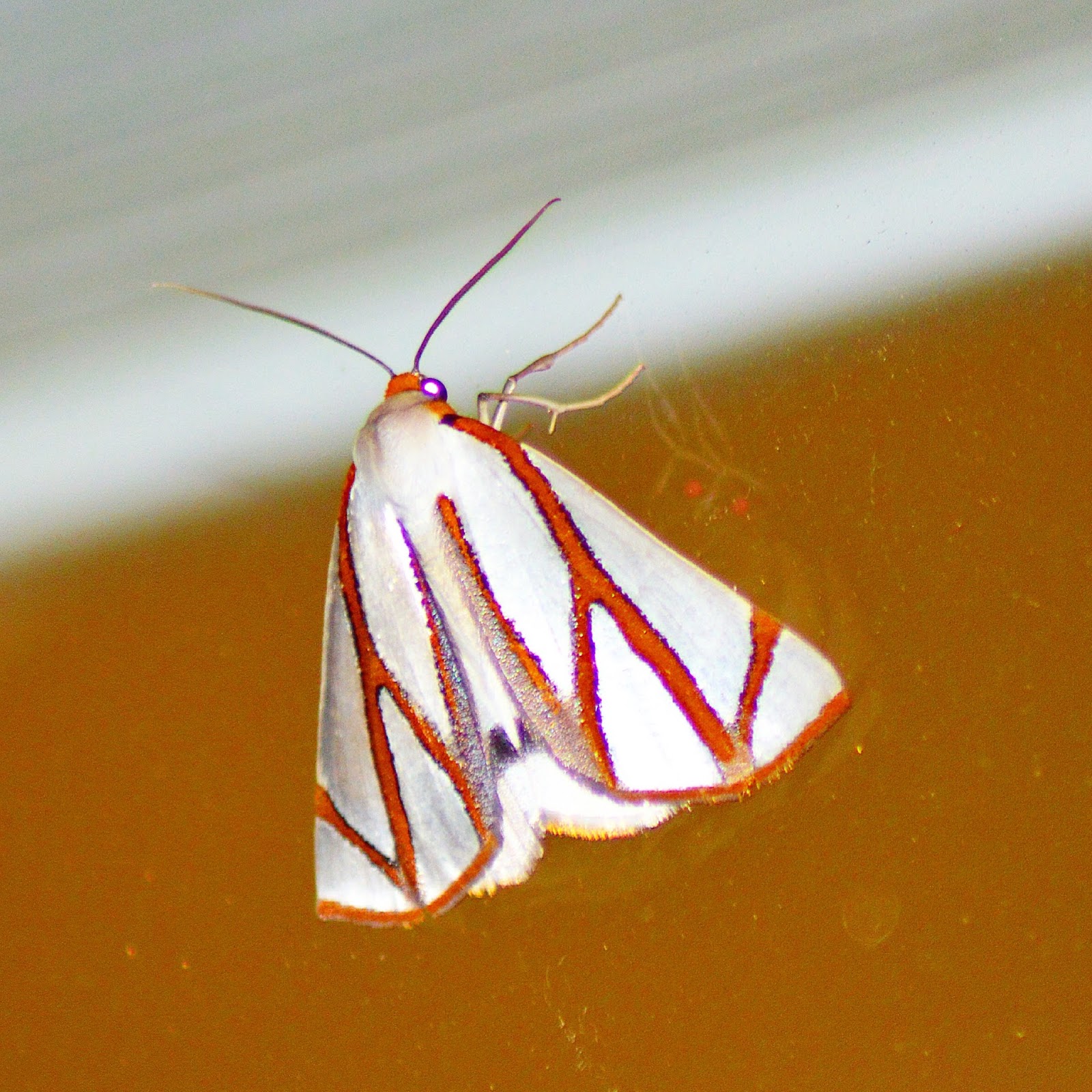 The Insect Diary: Angled Satin Moth: Thalaina angulosa