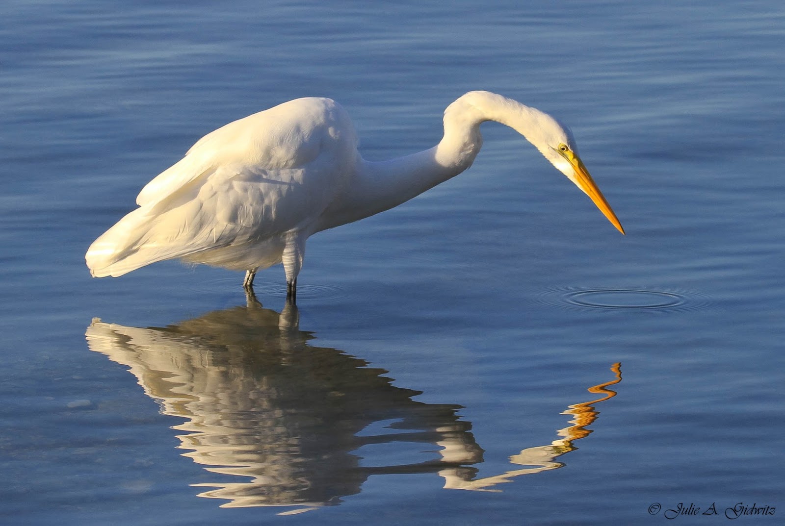 Birding Is Fun!: Reflections