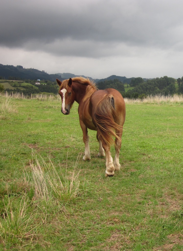 Euskal Herriko Mendiko Zaldia: Potras en venta. Behorkak salgai