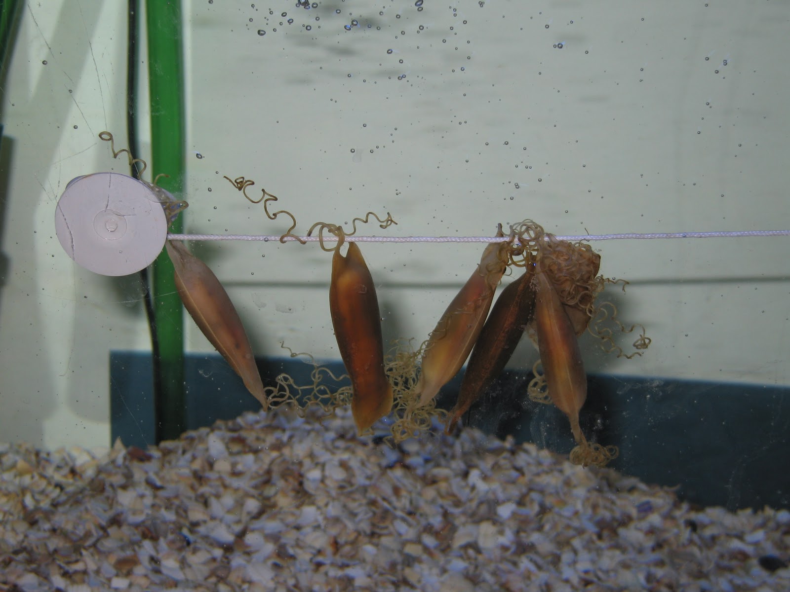 SEA LIFE Timmendorfer Strand: 2012-01-29