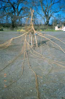 Earth's Internet & Natural Networking: Deep Irrigation Methods for ...