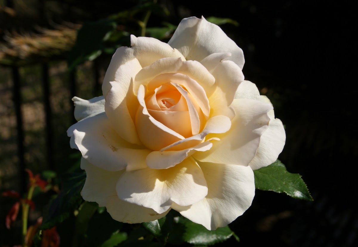 Organic Garden Dreams: July Roses