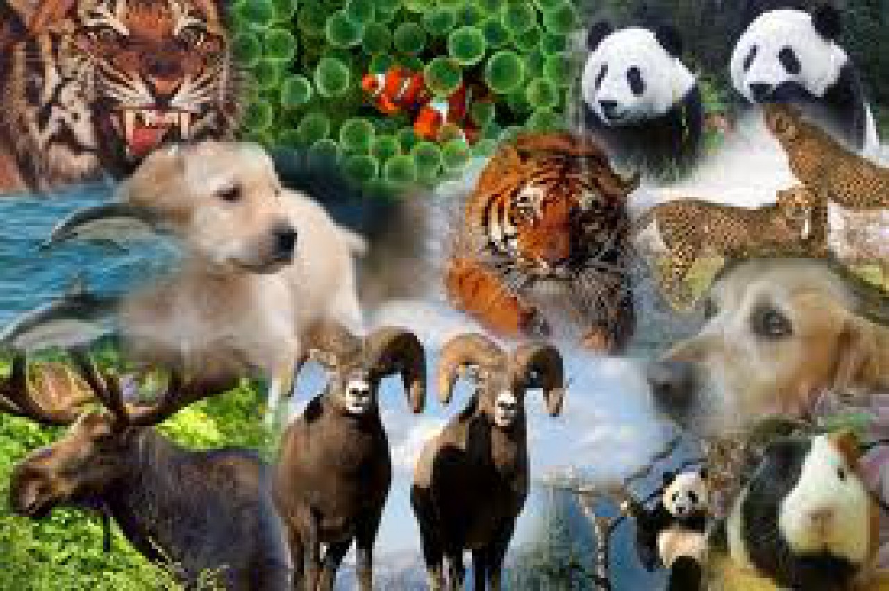Ciencias Naturales : ANIMALES
