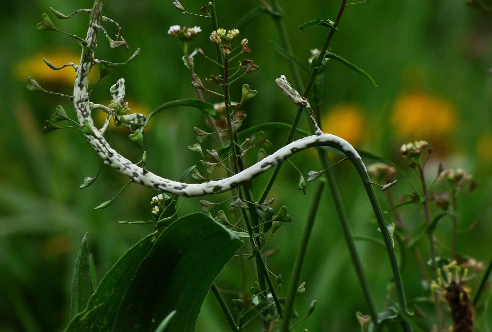 Setas y Hongos de Tineo : ALBUGO CANDIDA (Pers.) Roussel