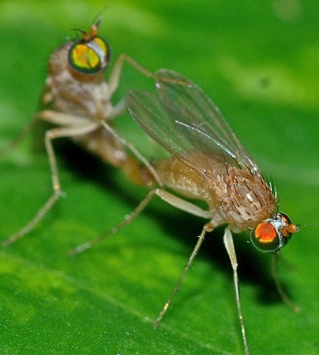Bosque despierto: Mosca amarilla de patas largas