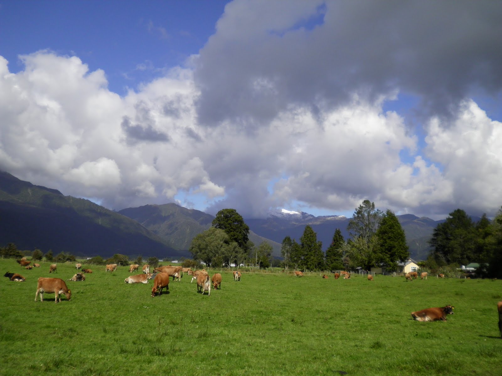 Am anderen Ende der Welt: WAITAHA VALLEY, Dairyfarm, New Zealand, 02 ...