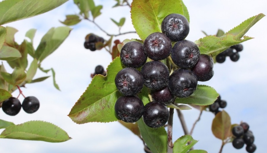 Aronia, the plant that costs almost € 1000 euros per kilogram is found ...
