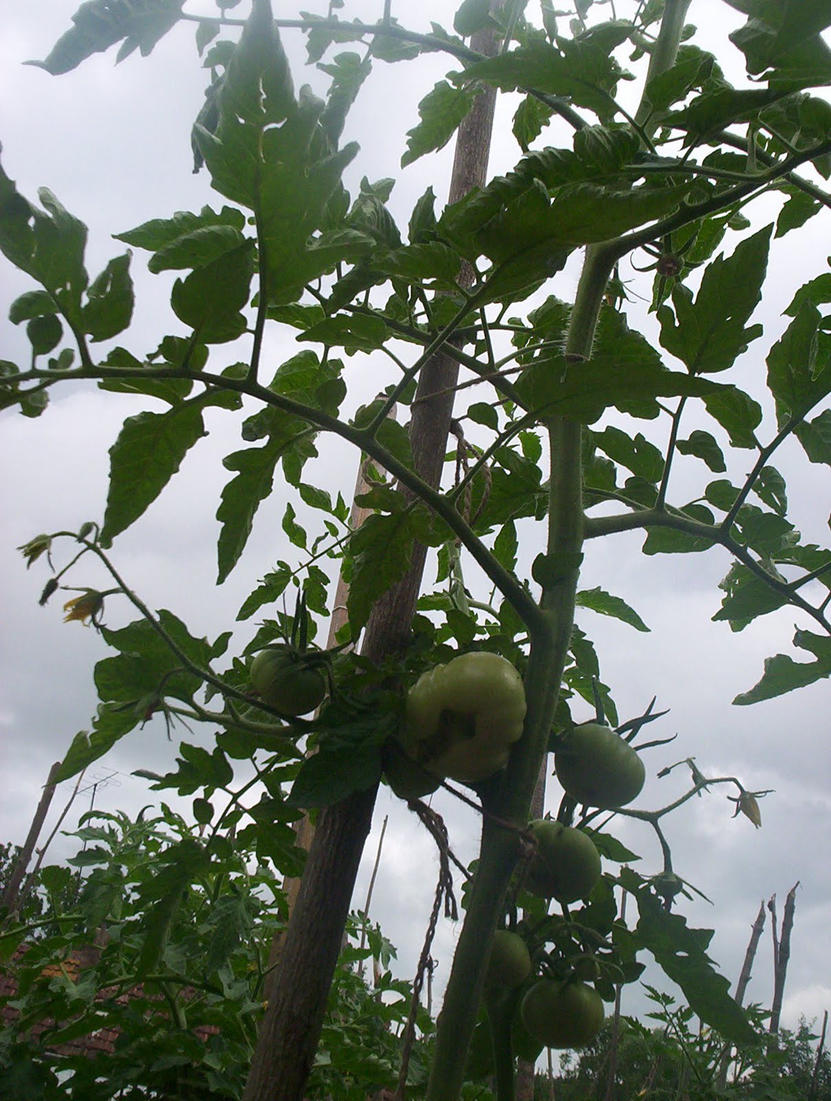 Despre gradini si alte cele: Rosia- copilit