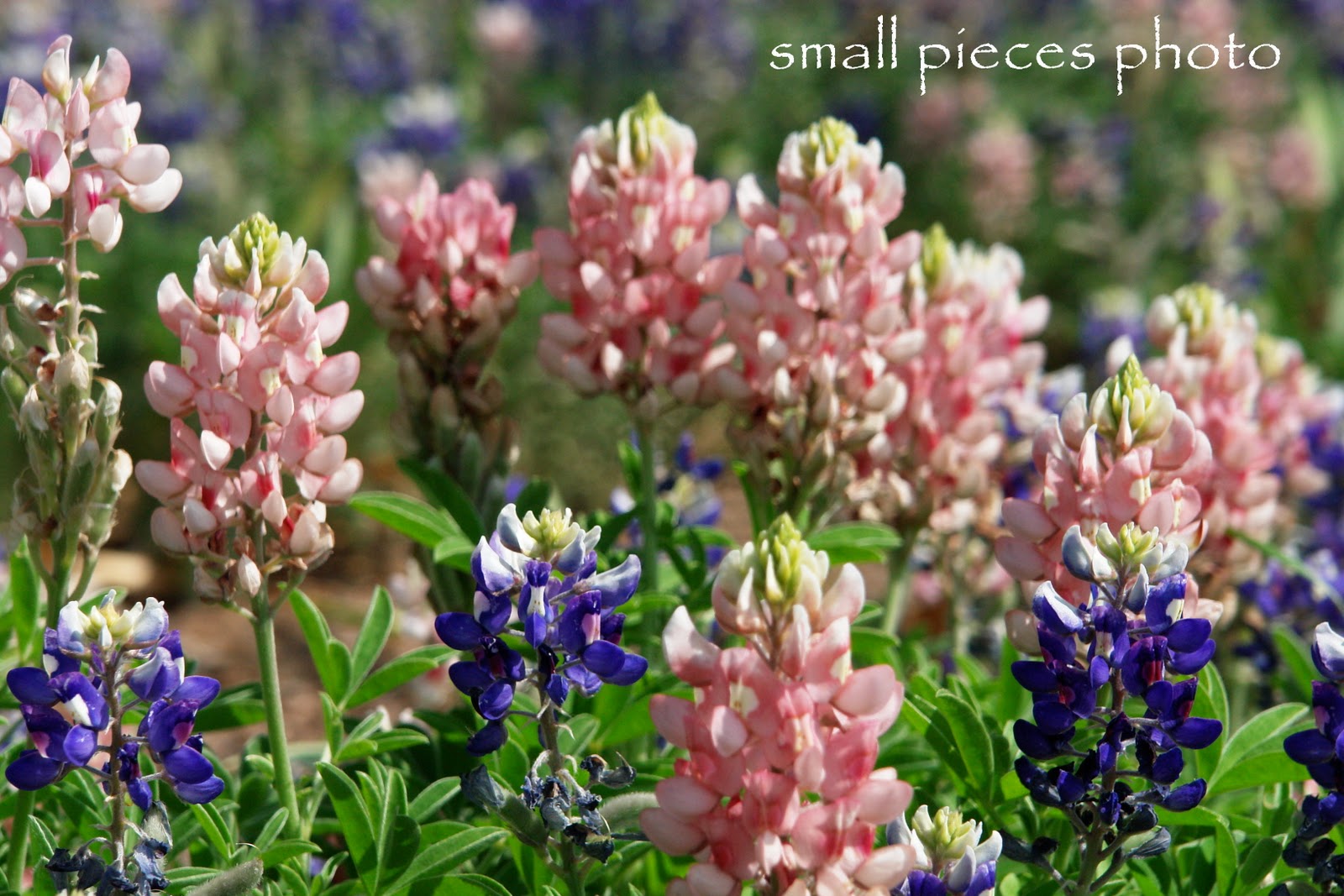 Behind the Small Pieces: Texas Blue/Pink/White and Maroon Blue Bonnets!!