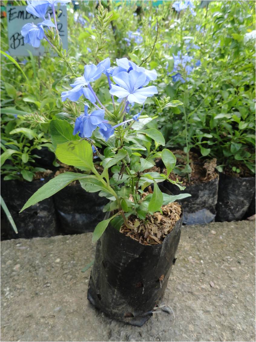 La Doctora De Las Plantas: Ideas de plantas que puedo usar para diseño ...