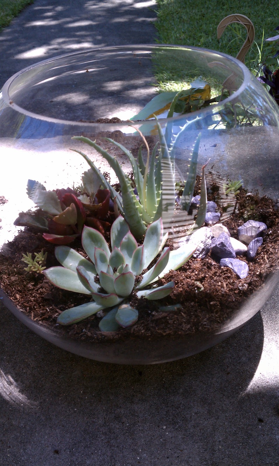 Chet Pourciau Design: Succulent Terrarium