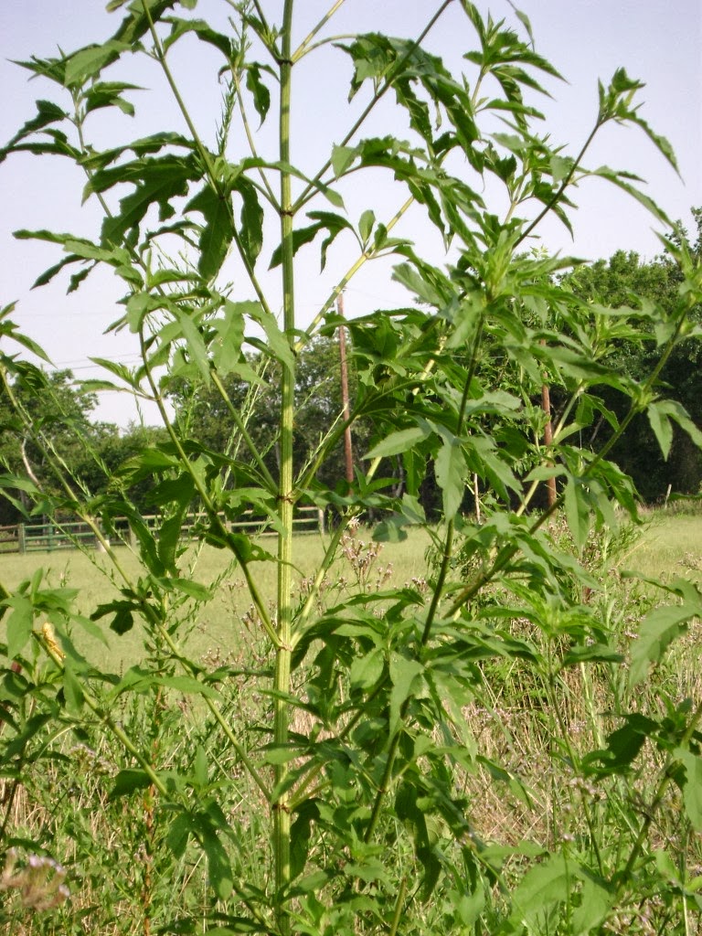 TSG: Permaculture Methods For Ragweed And Pigweed