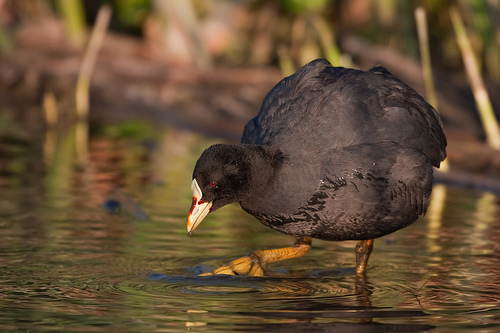 Conoce y cuida tu lago : Tagua común (Gallinula Melanops)
