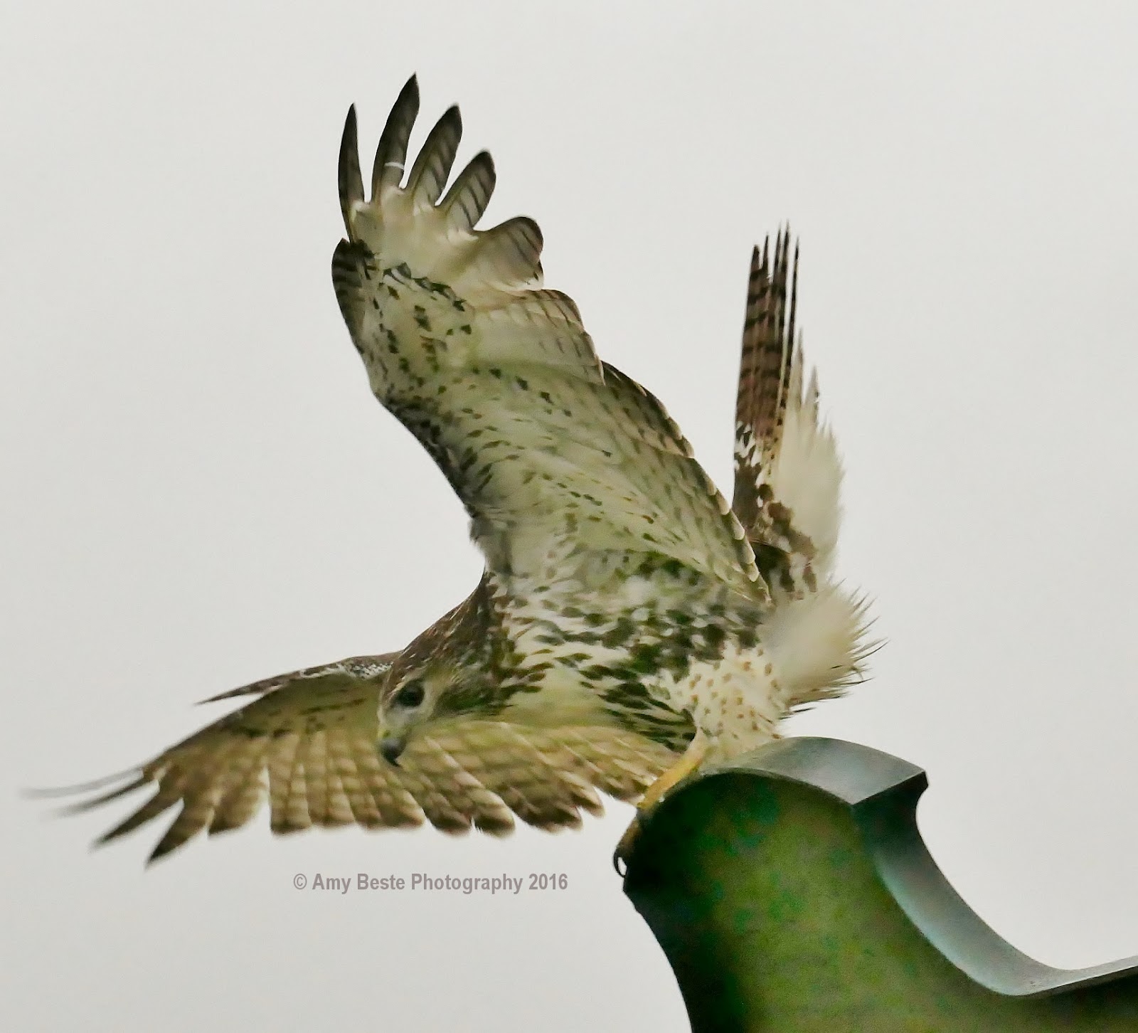 Through Amy's Eyes - Photography by Amy Beste: Hawk with Character