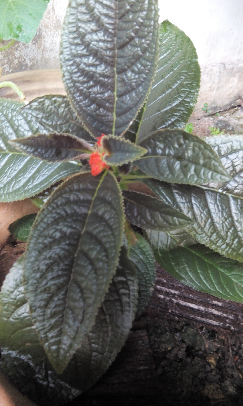 Belajar-Bertanam-tanaman: Daun Bunga Baldu